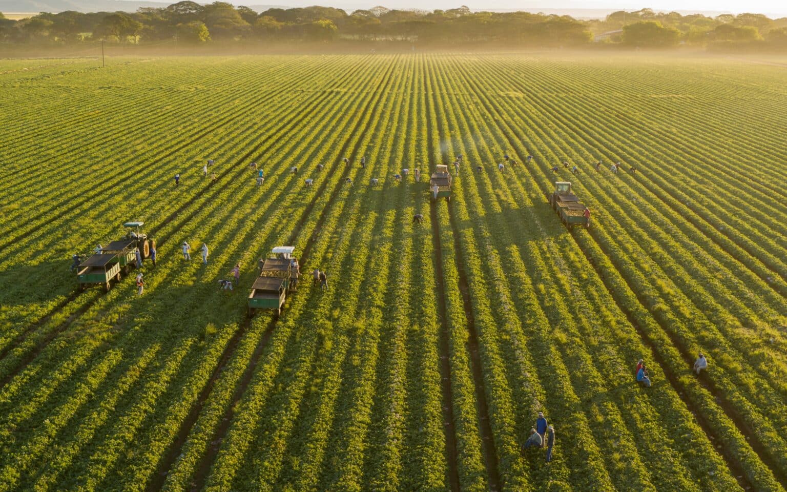 Fresh Del Monte | The Gold Standard of Goodness