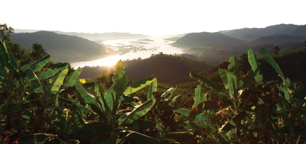 Fresh Del Monte | The Gold Standard of Goodness